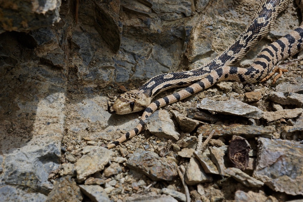 Great Basin Gopher Snake from Esmeralda, Nevada, United States on June ...