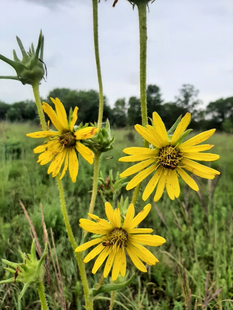 compass plant from Marshall, MN 56258, USA on August 6, 2023 at 03:51 ...