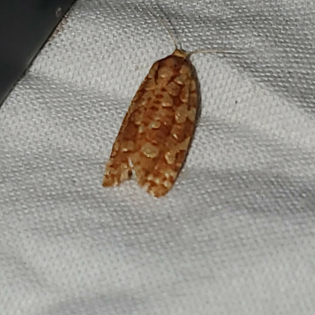 Juniper Budworm Moth from Bandera County, TX, USA on July 31, 2023 at ...