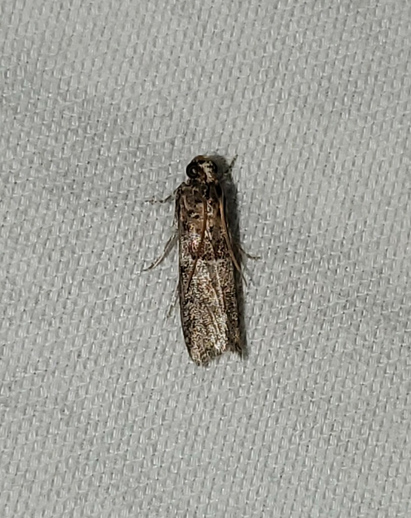 Knot-horn Moths from Bandera County, TX, USA on August 1, 2023 at 05:33 ...
