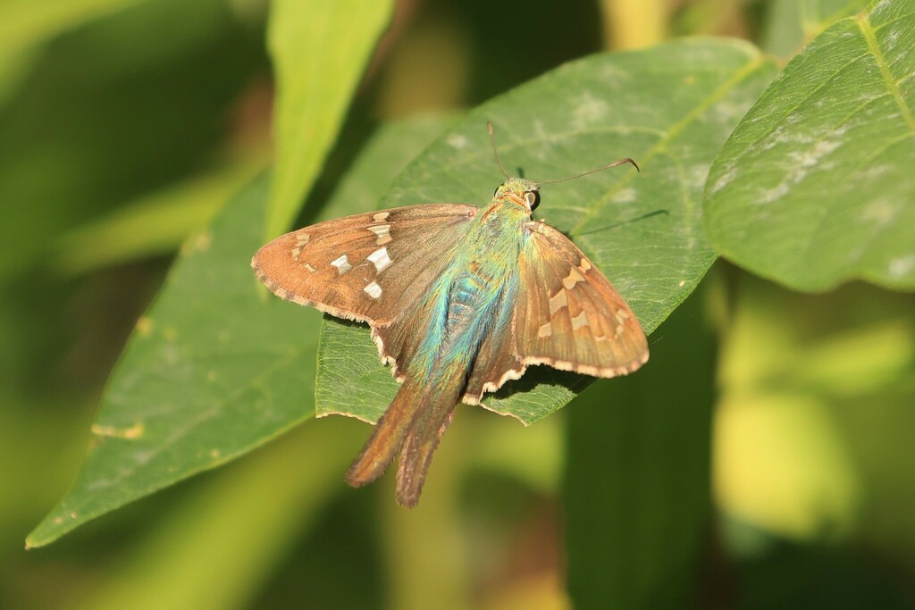 Long-tailed Skipper from VCOM Pond Auburn Alabama USA on July 7, 2023 ...