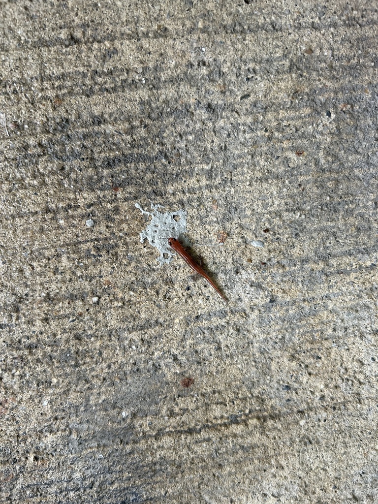 Blue Ridge Dusky Salamander in August 2023 by jacekbrooks. Found during ...
