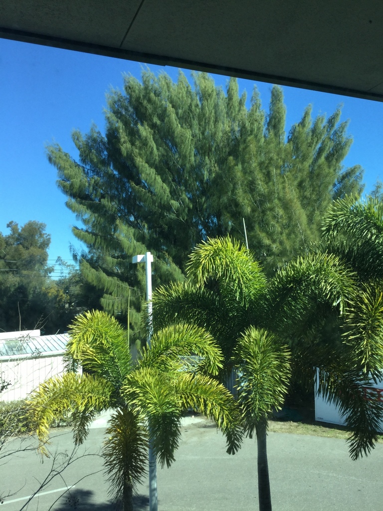 Beach Sheoak from Placido Bayou, St. Petersburg, FL 33703, USA on ...