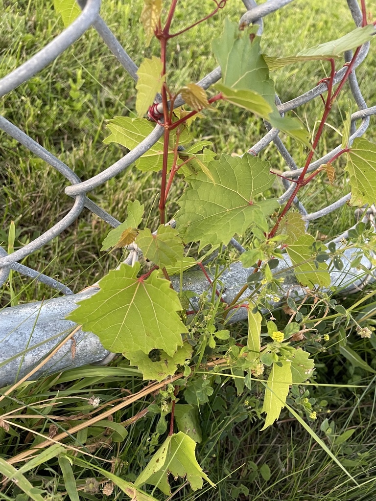 riverbank grape from Jesus Island, Laval, QC, CA on August 5, 2023 at ...