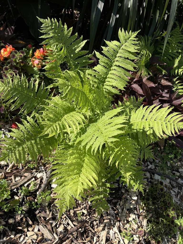 northern lady fern from Île de Montréal, Montréal, QC, CA on August 5 ...