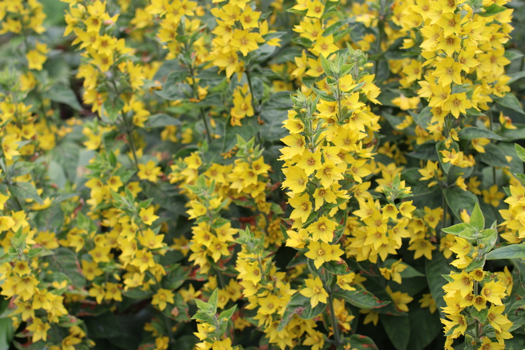 Dotted Loosestrife from Basher, Anchorage, AK, USA on August 3, 2023 at ...