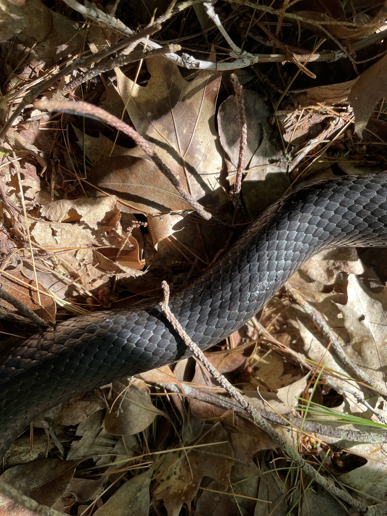 Eastern/Gray Ratsnake Complex in August 2023 by davidreik. I can see ...