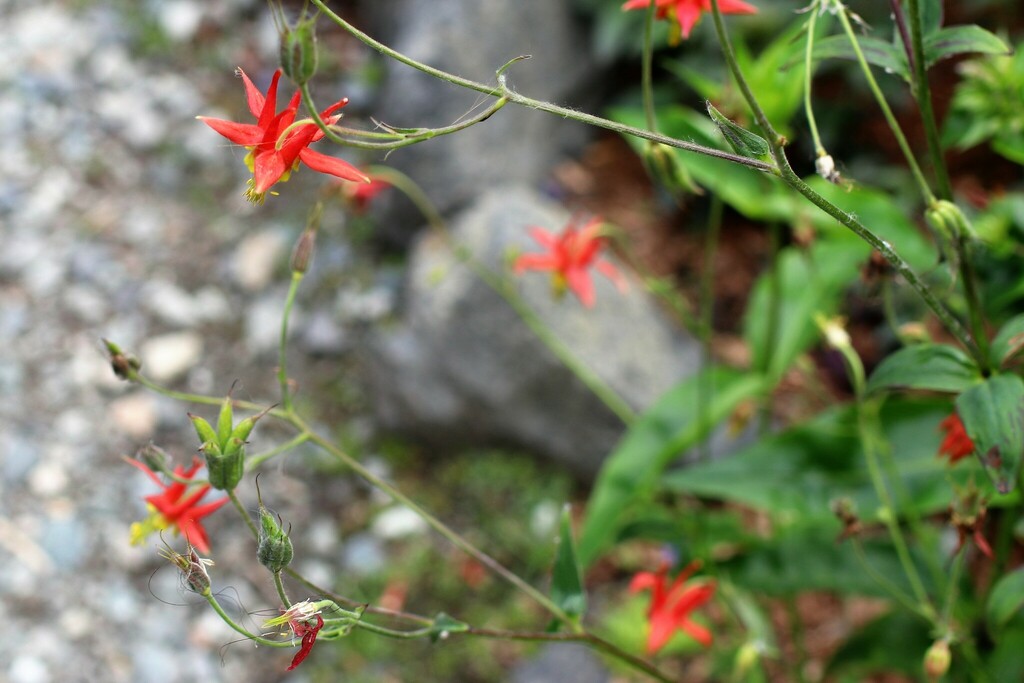 western columbine from Basher, Anchorage, AK, USA on August 3, 2023 at ...