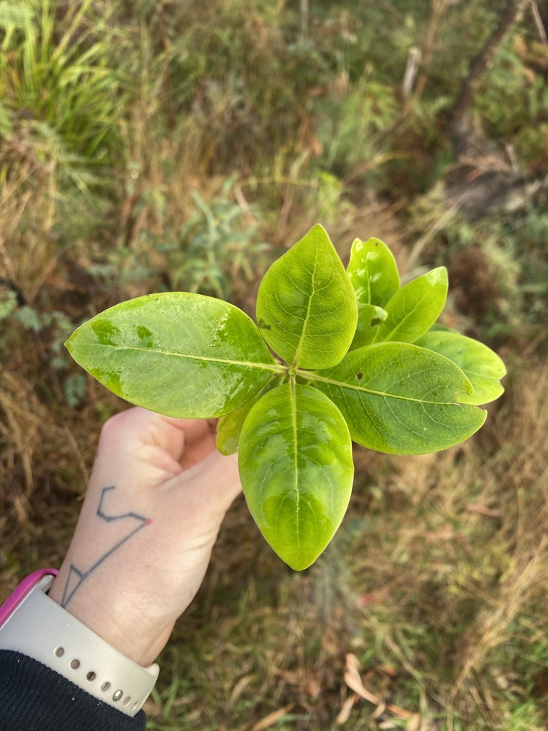 Karamu in August 2023 by Zali Clark · iNaturalist