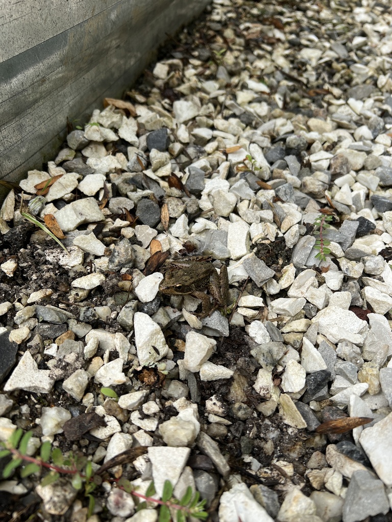 Typical Frogs from SW 20th Ave, Battle Ground, WA, US on August 6, 2023 ...