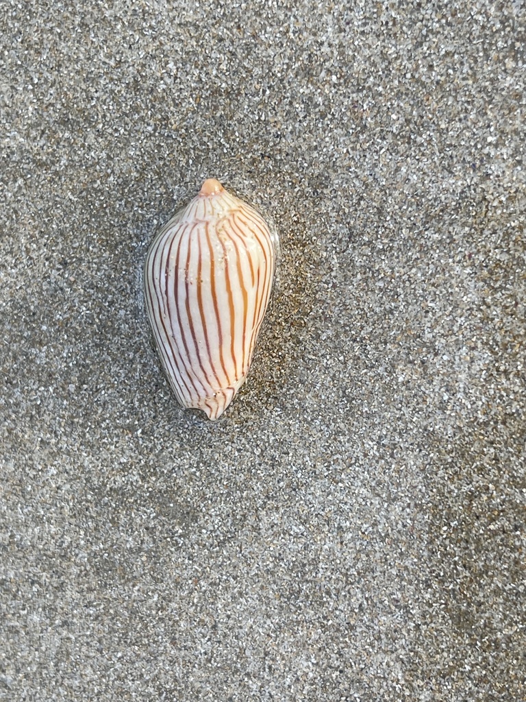 Zebra Volute from Safety Beach, Woolgoolga, NSW, AU on August 2, 2023 ...