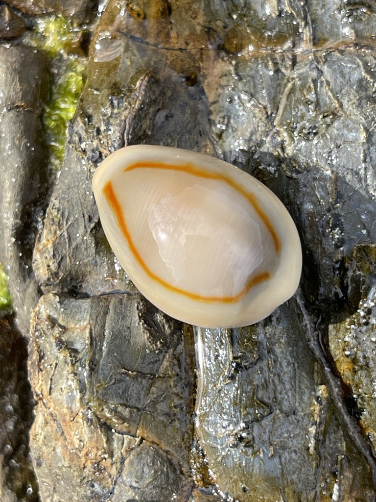 Gold Ring Cowry from Woolgoolga, NSW, AU on August 2, 2023 at 02:23 PM ...