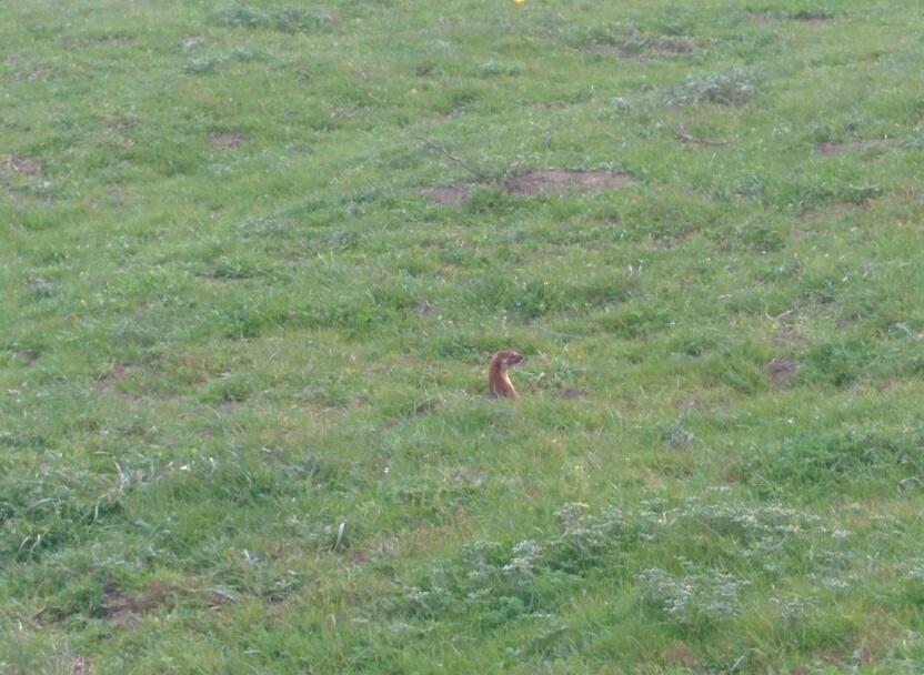 Long-tailed Weasel from Point Reyes National Seashore, Marin County, US ...