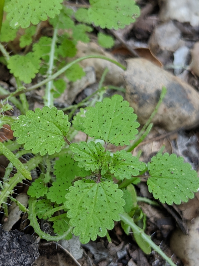 Western nettle (El Dorado) · iNaturalist