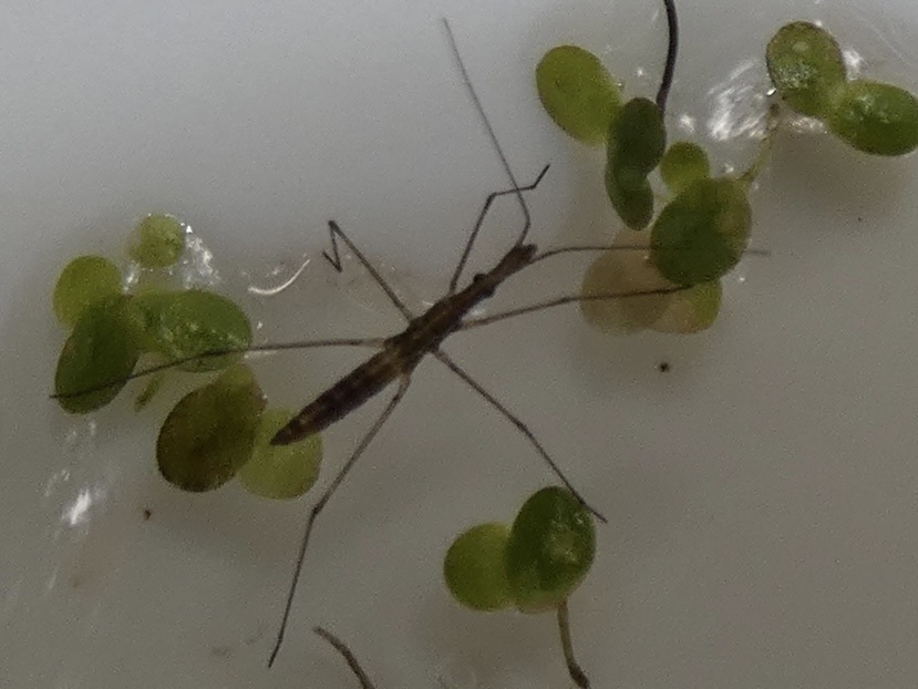 Hydrometra from Litherland, Liverpool, England, GB on August 4, 2023 at ...