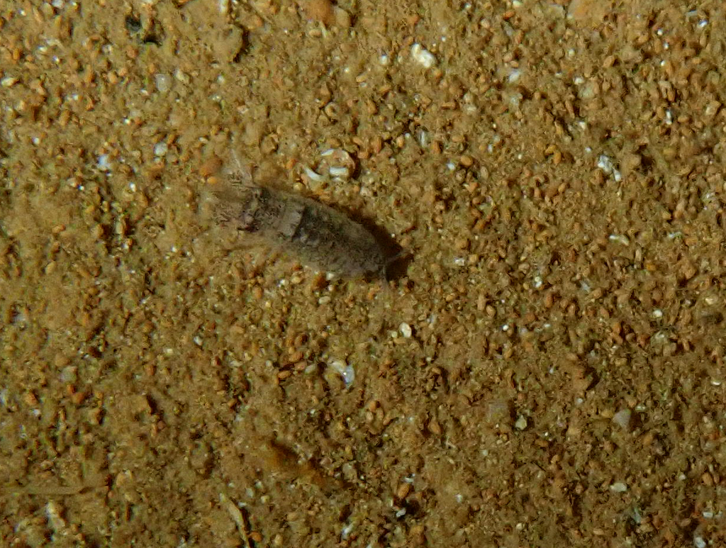 Sea Slaters in November 2021 by Christine Loew · iNaturalist