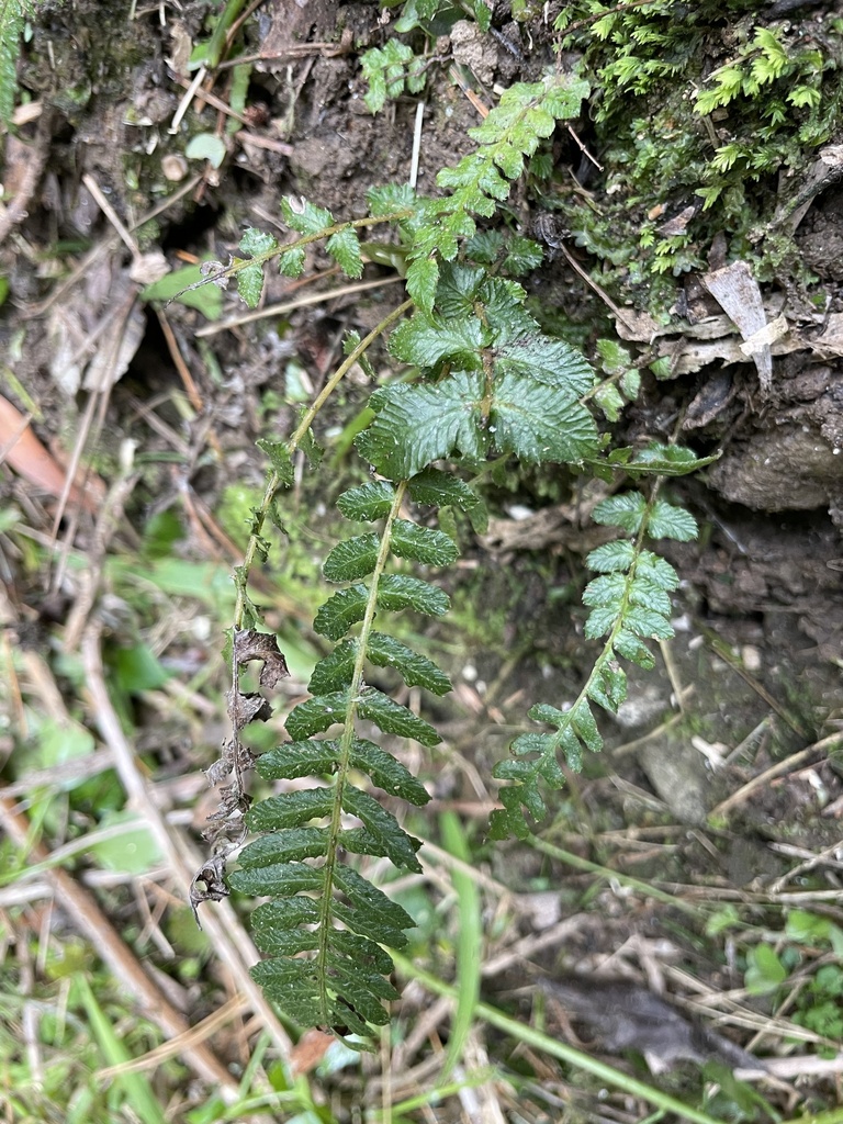 Rasp fern from Olivebank Rd, Ferntree Gully, VIC, AU on August 7, 2023 ...