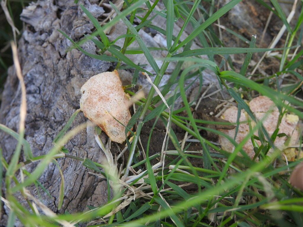 Dog Vomit Slime Mold from Santa Fe de la Vera Cruz, Santa Fe, Argentina ...