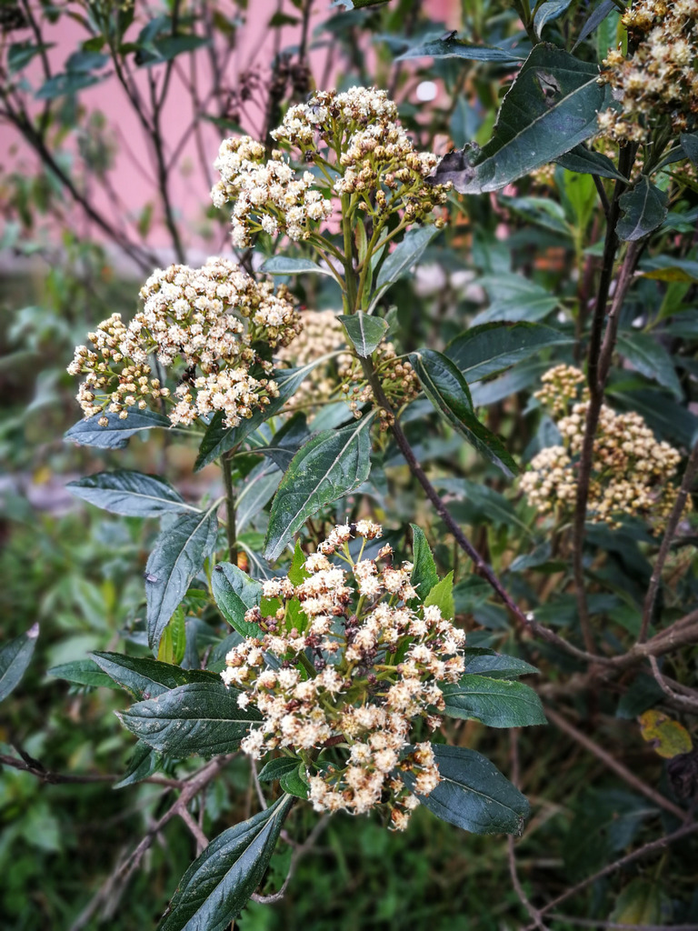 Chilca from Reserva Yanacocha, Ecuador on January 29, 2019 by sandy ...