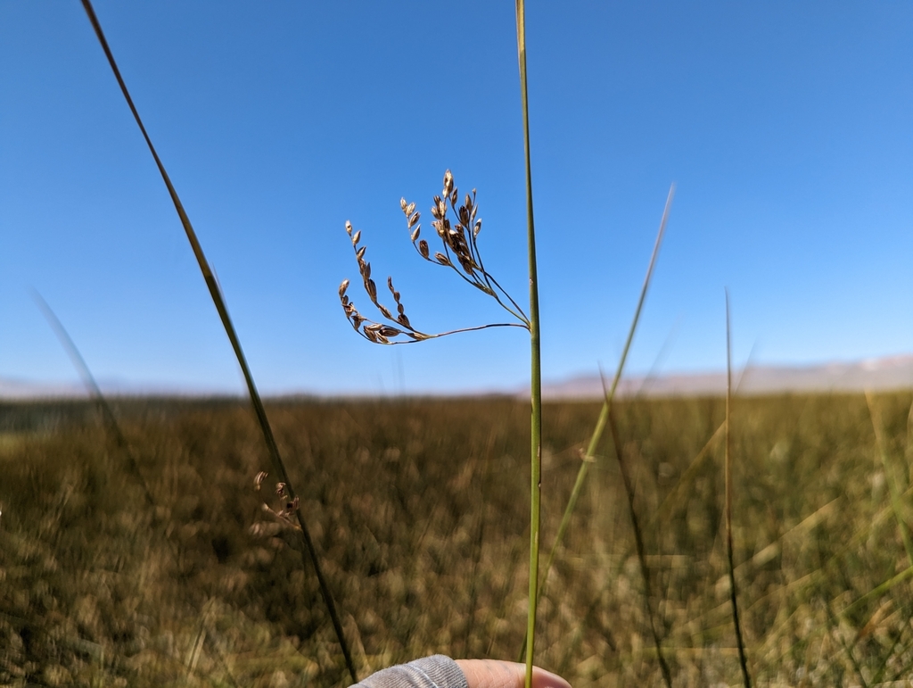 Baltic Rush from Esmeralda County, NV, USA on August 6, 2023 at 01:55 PM by Peri Lee Pipkin ...