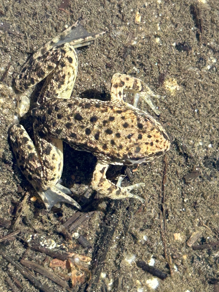 Sierra Nevada Yellow-legged Frog in August 2023 by cspirrone · iNaturalist