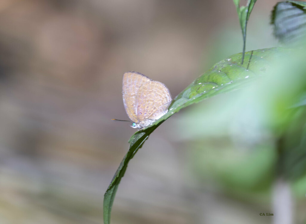 Small Tailless Oakblue from Jalan Jemaluang, Gunung Panti Recreational ...