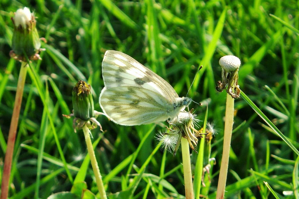 Western White from Edmonton, Malcolm Groat Park on August 6, 2023 at 06 ...
