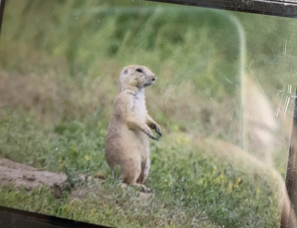 Black-tailed Prairie Dog from Prairie Dog State Park, Norton, KS, US on ...