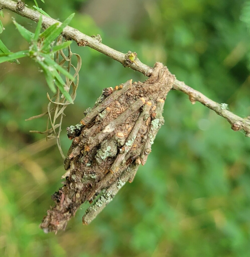 Evergreen Bagworm Moth from Eldersburg, MD, USA on August 6, 2023 at 12 ...
