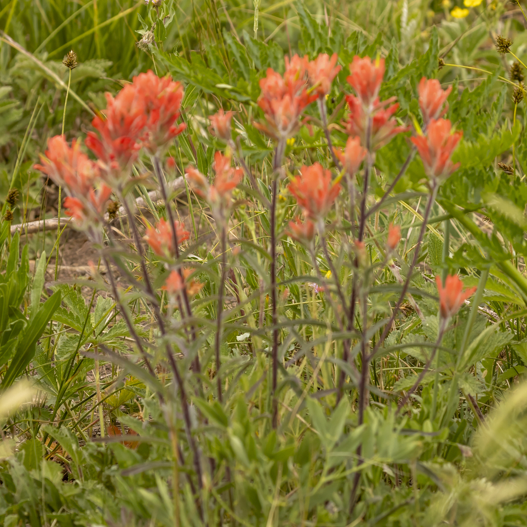 giant red Indian paintbrush from Rio Blanco County, CO, USA on July 30 ...