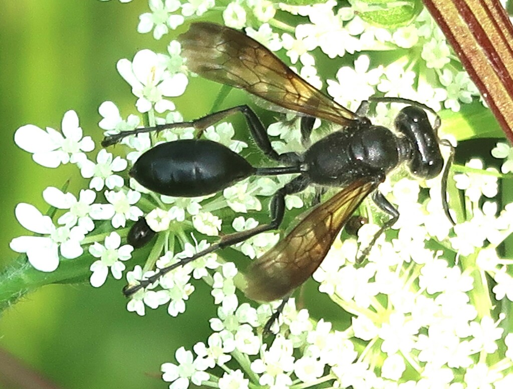 Mexican Grass-carrying Wasp from Niagara-on-the-Lake, ON, Canada on ...