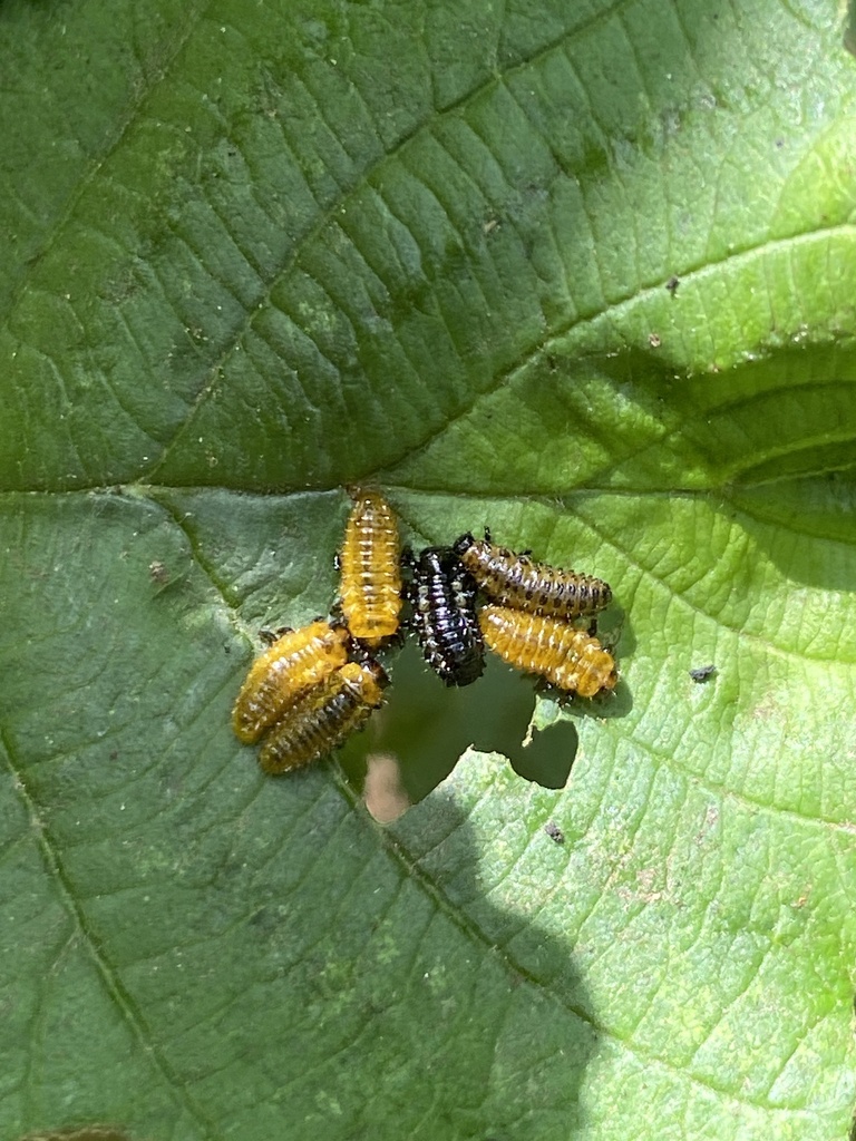 Maine Leaf Beetle from Lane County, US-OR, US on August 6, 2023 at 02: ...