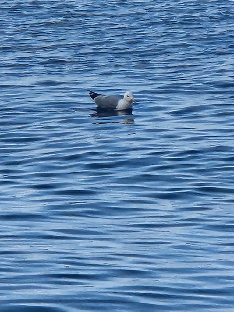 Large White-headed Gulls from Knox County, US-ME, US on August 6, 2023 ...
