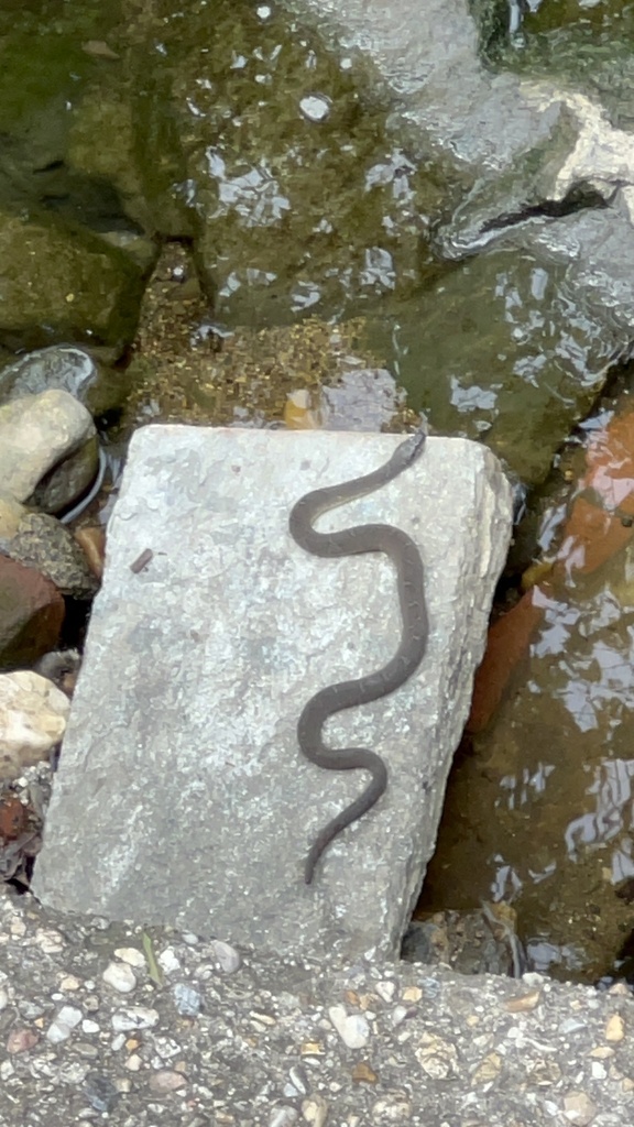 Common Watersnake from Rock Creek Park, Washington, DC, US on August 3 ...