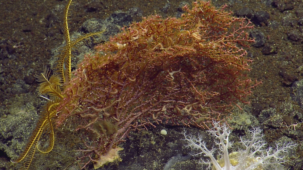 Swiftia cf pacifica (OTU: CA12) (NorthEast Pacific Deep Exploration ...