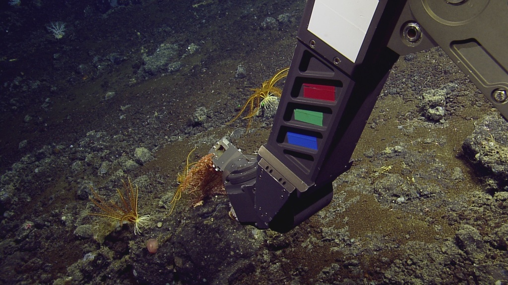 Swiftia cf pacifica (OTU: CA12) (NorthEast Pacific Deep Exploration ...