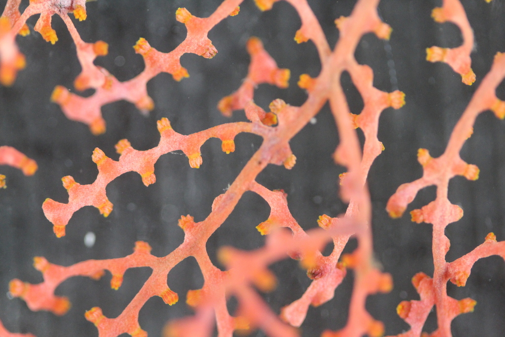 Swiftia cf pacifica (OTU: CA12) (Seamounts of Canada's Large Offshore ...