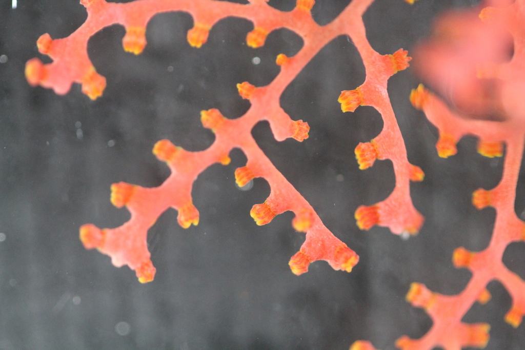 Swiftia cf pacifica (OTU: CA12) (Seamounts of Canada's Large Offshore ...