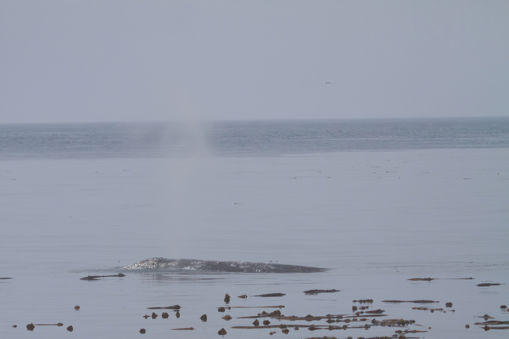 Grey Whale in August 2023 by David Robichaud · iNaturalist