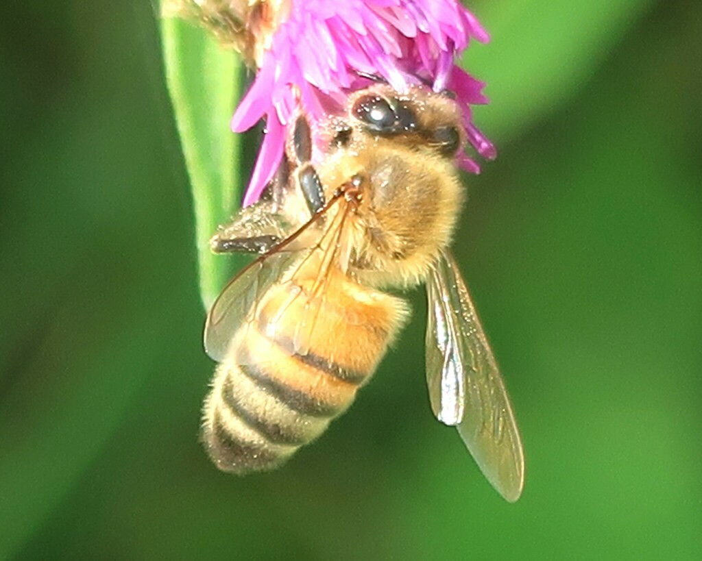 Western Honey Bee from Niagara-on-the-Lake, ON, Canada on August 4 ...