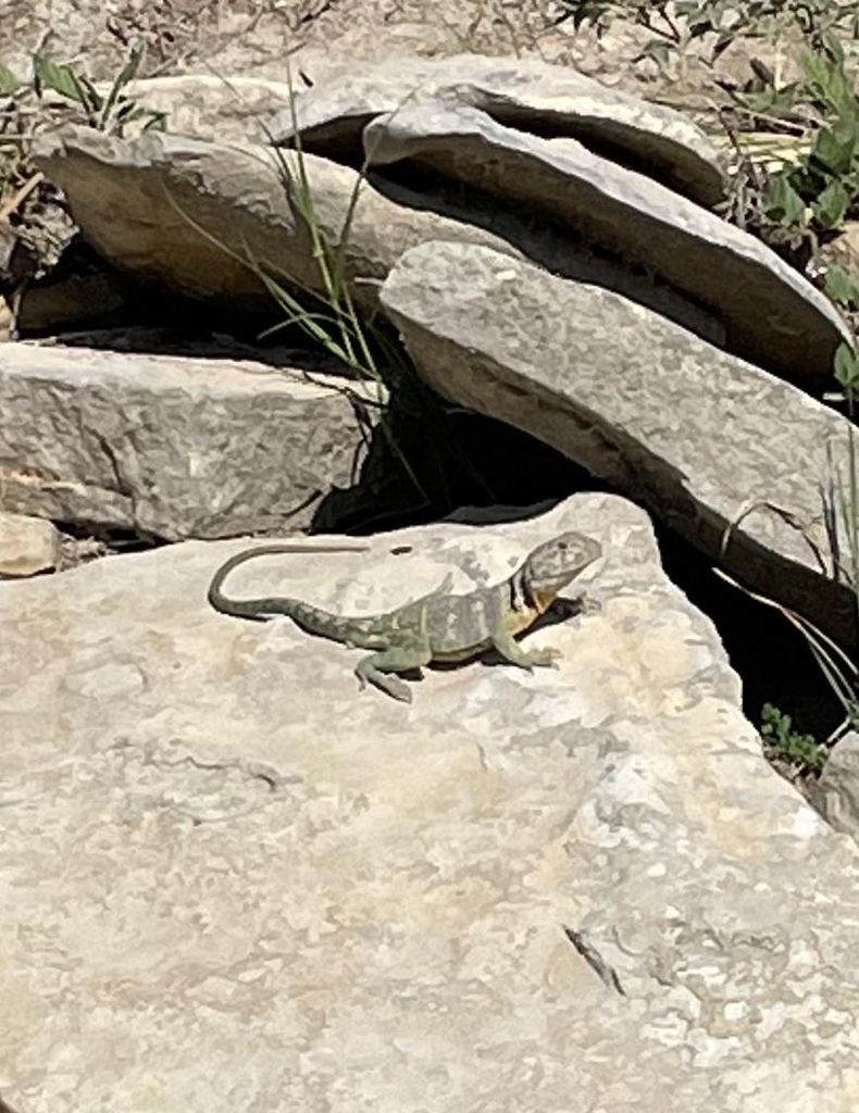 Eastern Collared Lizard from Big Creek, KS, USA on August 6, 2023 at 08 ...