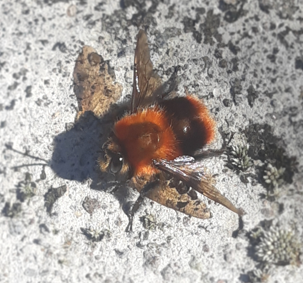 Andean Red Bumble Bee from Nono, Ecuador on July 23, 2023 at 09:32 AM ...