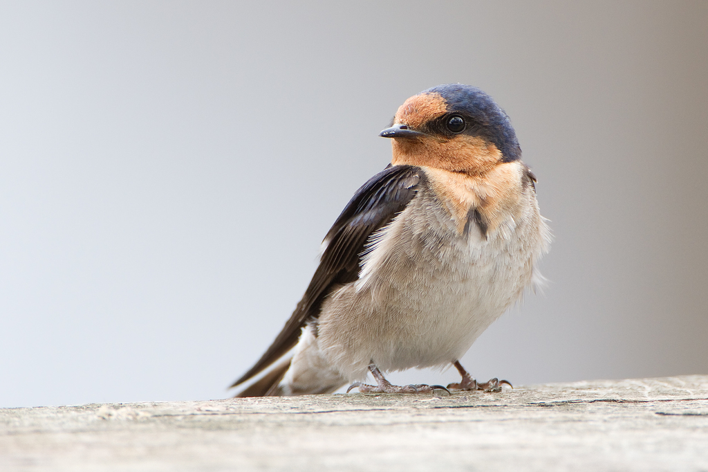 Eastern Welcome Swallow (Animals of Bardwell Park ) · iNaturalist