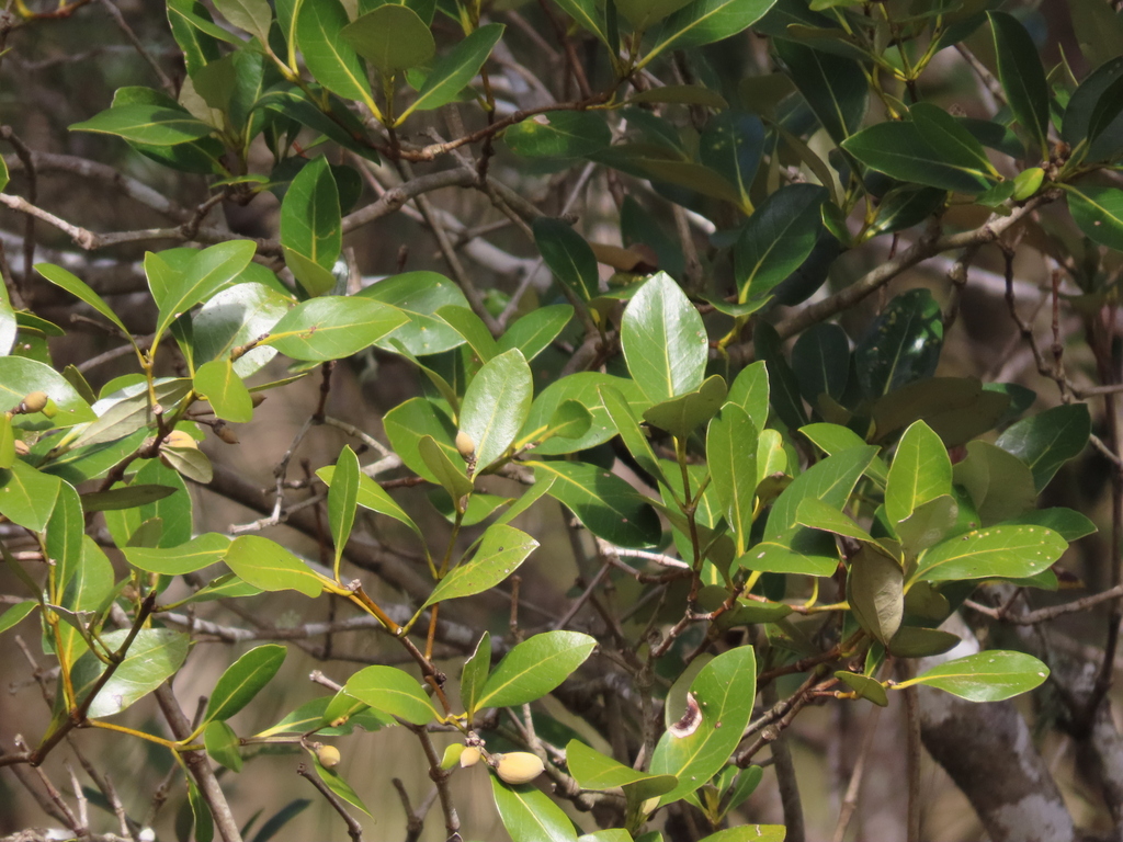 Grey Mangrove from Coomba Park NSW 2428, Australia on August 7, 2023 at ...