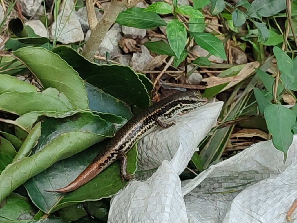 Brown Forest Skink from 943台灣屏東縣丹路村 on August 7, 2023 at 10:01 AM by ...