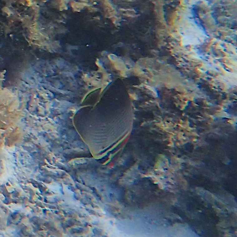 Eastern Triangle Butterflyfish from Balicasag, Bohol, Philippines on ...