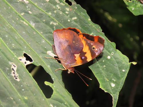 Subspecies Epiphile neildi bakuru · iNaturalist