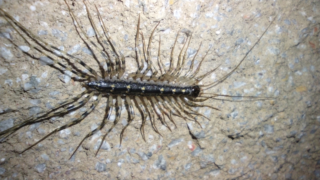 Japanese House Centipede from Pine B Township, MO, USA on August 6 ...
