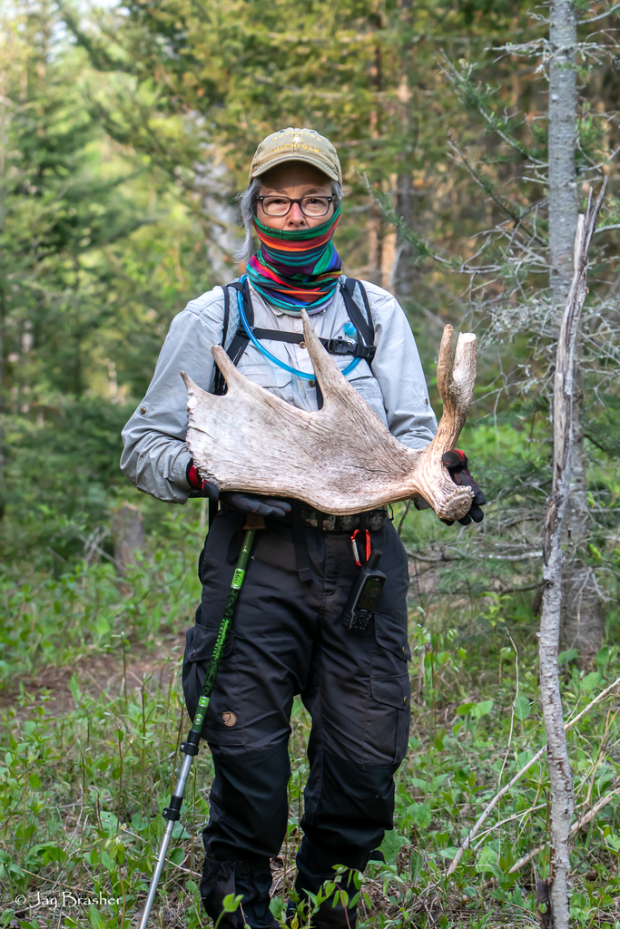 Northwestern Moose from Isle Royale NP, Lake Richie, Keweenaw County ...