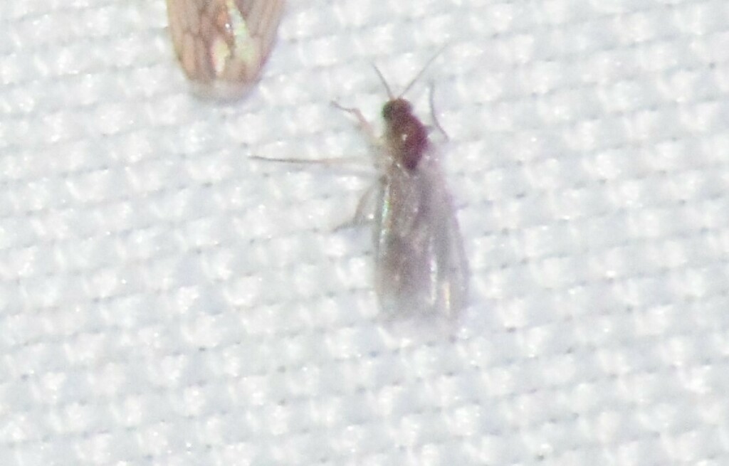 Winged and Once-winged Insects from Plano, TX 75023, USA on May 13 ...